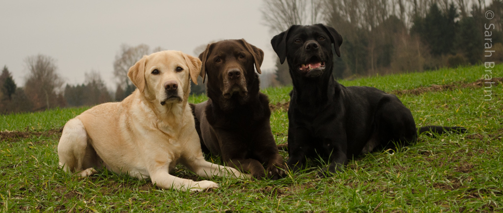 Die drei (wilden) Labbis - Sarahs Fotoblog